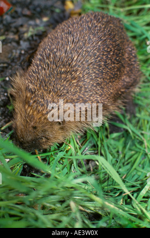 Hedgehog in the garden at night Stock Photo - Alamy