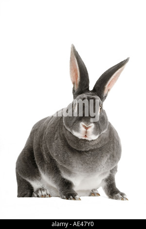 Grey Rex rabbit Stock Photo - Alamy