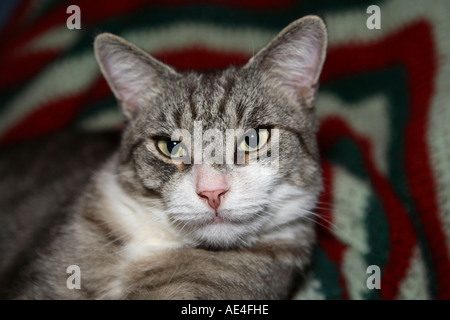 Majestic domestic striped cat resting comfortably indoors by a window ...