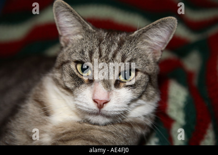 Majestic domestic striped cat resting comfortably indoors by a window ...