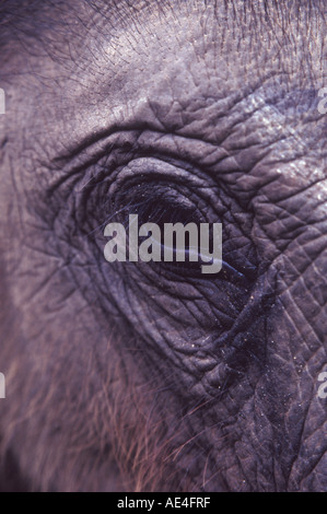 Eyebrow of an elephant Stock Photo - Alamy