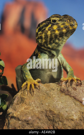 Oklahoma Collared Lizard or Collared Lizard (Crotaphytus collaris ...