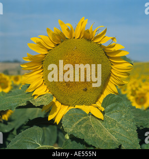 Sunflower Head with Ray Florets and Disc Florets Stock Photo - Alamy