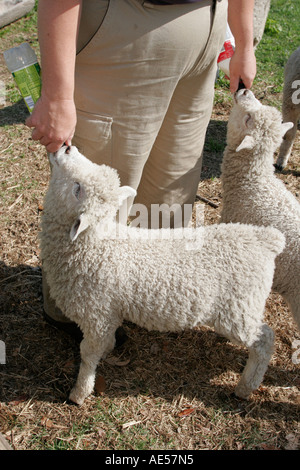 A Leicester Longwool Sheep in Colonial Williamsburg Virginia Stock ...