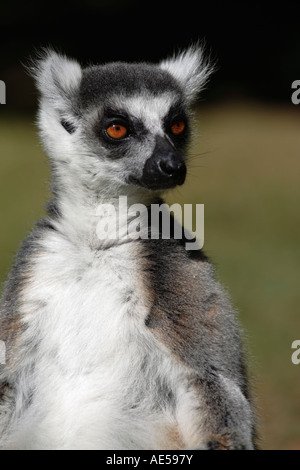 Madagascar wildlife, monkey. Ring-tailed Lemur, Lemur catta, with green ...
