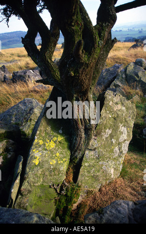 Growing Tree splitting rock biotic weathering Yorkshire Dales national ...