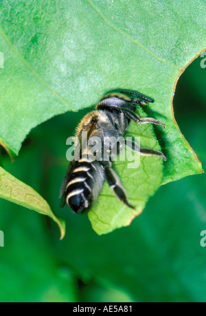 Leafcutter bee (Megachile sp) cutting petal for her nest Stock Photo ...
