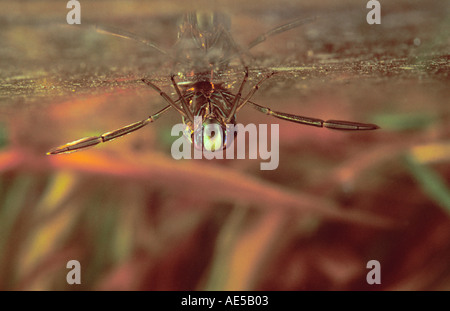 Backswimmer or water-boatman Notonecta viridis in pond at water surface ...
