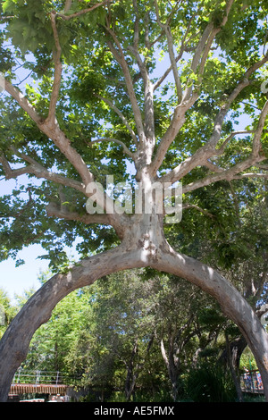 Two sycamore trees turned into one tree with an archway trunk at ...