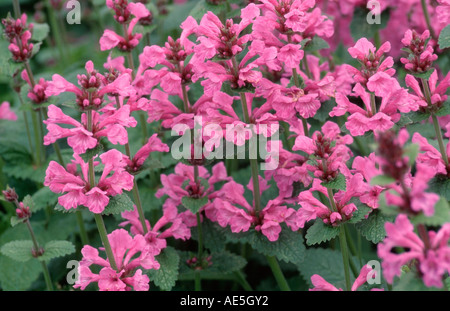 Woundwort 'Superba' (Stachys grandiflora Stock Photo - Alamy