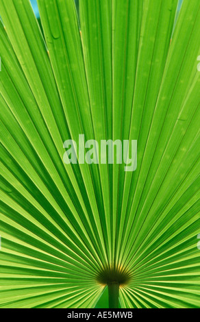 Palmetto leaf detail Everglades national park Florida USA Serenoa ...
