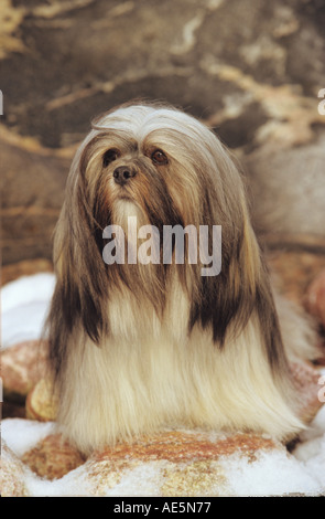 Lhasa Apso sitting on stones, FCI, Standard No. 227 Stock Photo - Alamy