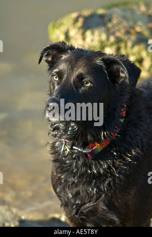 BLACK LABRADOR CROSS RESCUE DOG Stock Photo - Alamy