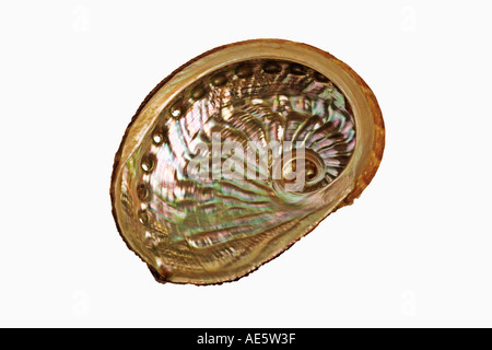 EMMA'S ABALONE Haliotis emmae Indian and Pacific ocean. On white background. Digital Composite ...