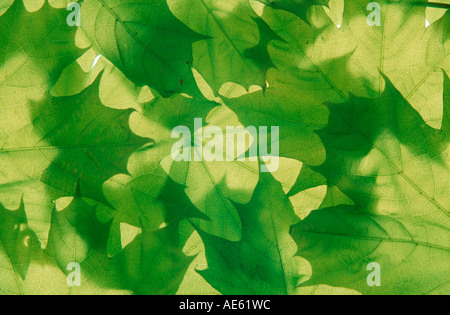 Norway Maple, spring leaves (Acer platanoides Stock Photo - Alamy