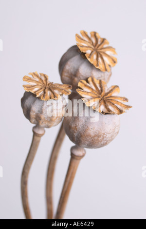 Dried Poppy heads Stock Photo - Alamy
