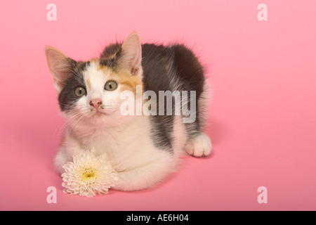 Tortoiseshell kitten portrait Stock Photo - Alamy