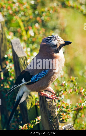 A Eurasian jay with an acorn perched on a branch surrounded by green ...
