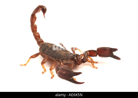 legs danger eyes tail sting poison deadly scissors scissor limbs attack ...