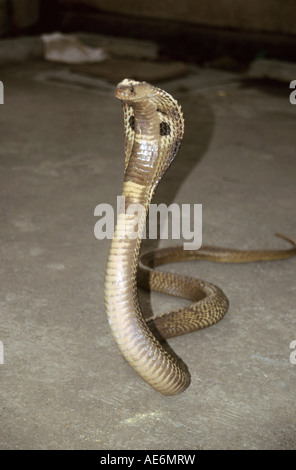 common cobra, Indian cobra (Naja naja), in defence posture, Sri Lanka ...