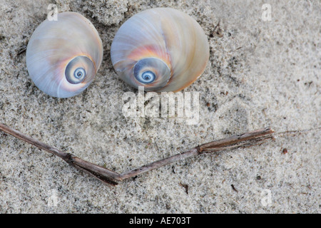 The shell of an Atlantic "Moon Snail" Neverita duplicata also known as ...