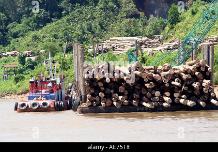 Log Barge, Part of a Major Logging Operation on the Batang Rajang River ...