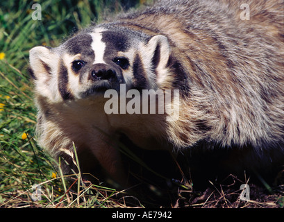 Badger (Taxidea taxus), in captivity, Minnesota Wildlife Connection ...