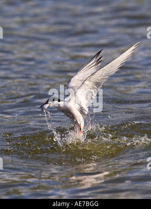 Common tern Sterna hirundoi fishing Priory Park Bedford Bedfordshire ...