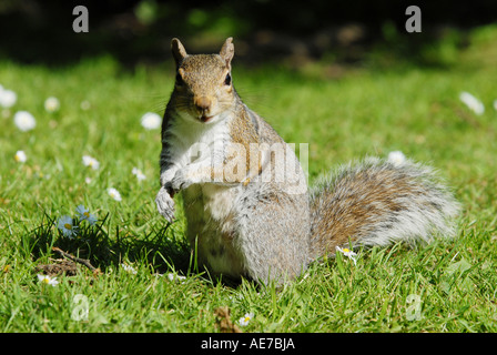 SQUIRREL GREY SQUIRREL Latin Sciurus carolinensis Stock Photo - Alamy