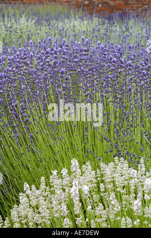 Blue White mixed Lavender Lavandula angustifolia 'Sentivia Silver ...