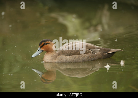 Philippine Duck (Anas luzonica Stock Photo - Alamy