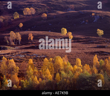 Birch trees in a moor landscape Stock Photo - Alamy