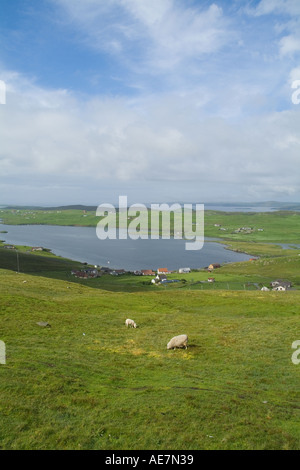 dh Whiteness Voe WHITENESS SHETLAND Sheep and lamb on hillside ...