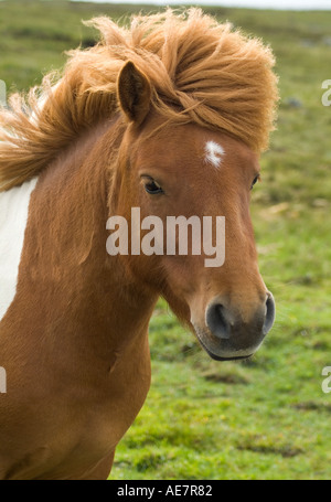 dh Shetland ponies PONY UK String of black ponies in field Orkney Stock ...