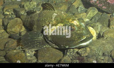Father Lasher, shorthorn sculpin, bull rout, bull-rout, short-spined ...