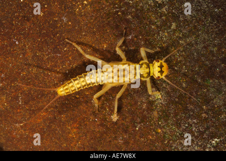 Common Yellow Sally (Isoperla grammatica), larva, Germany, Bavaria ...