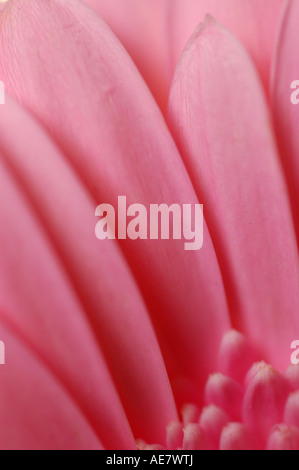 A closeup shot of pink Transvaal daisy flowers with an artificial pond ...