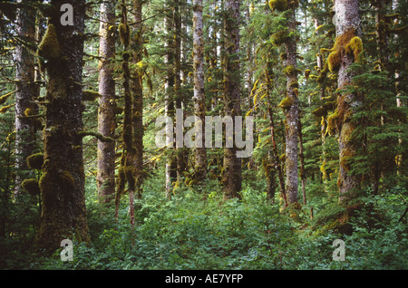 SITKA SPRUCE FOREST GLACIER BAY NATIONAL PARK ALASKA Stock Photo ...