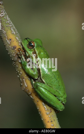 Sardinian tree frog, Tyrrhenian tree frog (Hyla sarda), swimming, Italy ...