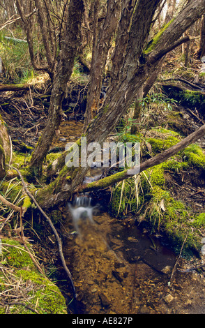 "Murray River" near source Australia Stock Photo - Alamy