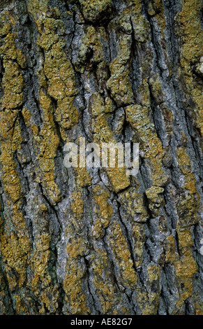 English Oak tree bark (Quercus robur) close up, England, UK Stock Photo ...