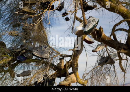 A tree filled with shoes on the site of Route 66 just outside Amboy ...