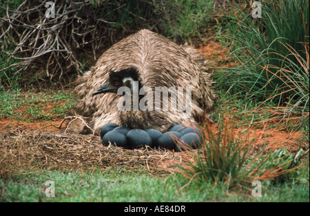 Male emu with eggs at nest, Australia Stock Photo - Alamy