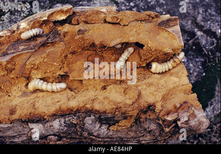 Yellow box tree, Eucalyptus melliodora, in grassland, Australia Stock ...