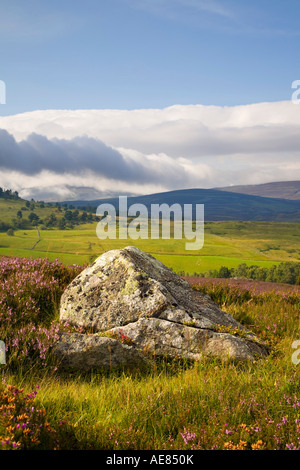 Ling heather (calluna vulgaris) grows on moorland by a public footpath ...