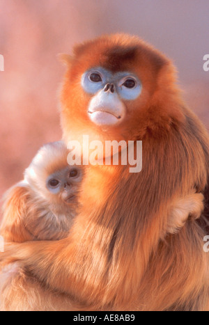 The baby golden snub-nosed monkey meets the tourists in Chimelong ...