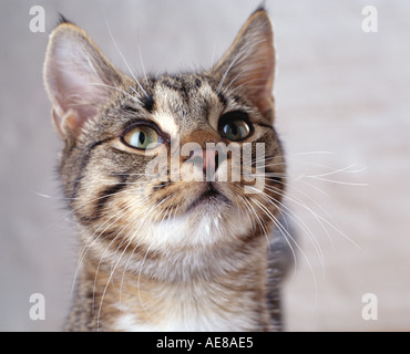 Close up portrait of a tabby cat with bright green eyes, sharp detail ...