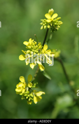 Charlock Sinapis arvensis flower Stock Photo - Alamy