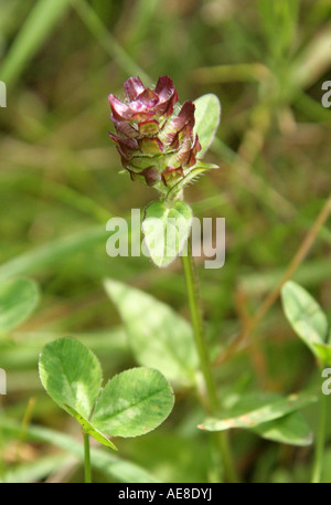 Self Heal, Prunella vulgaris, Labiatae. British wild flower Stock Photo ...