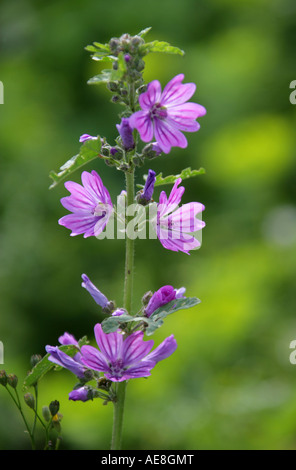 Mallow (malva sylvestris Stock Photo - Alamy